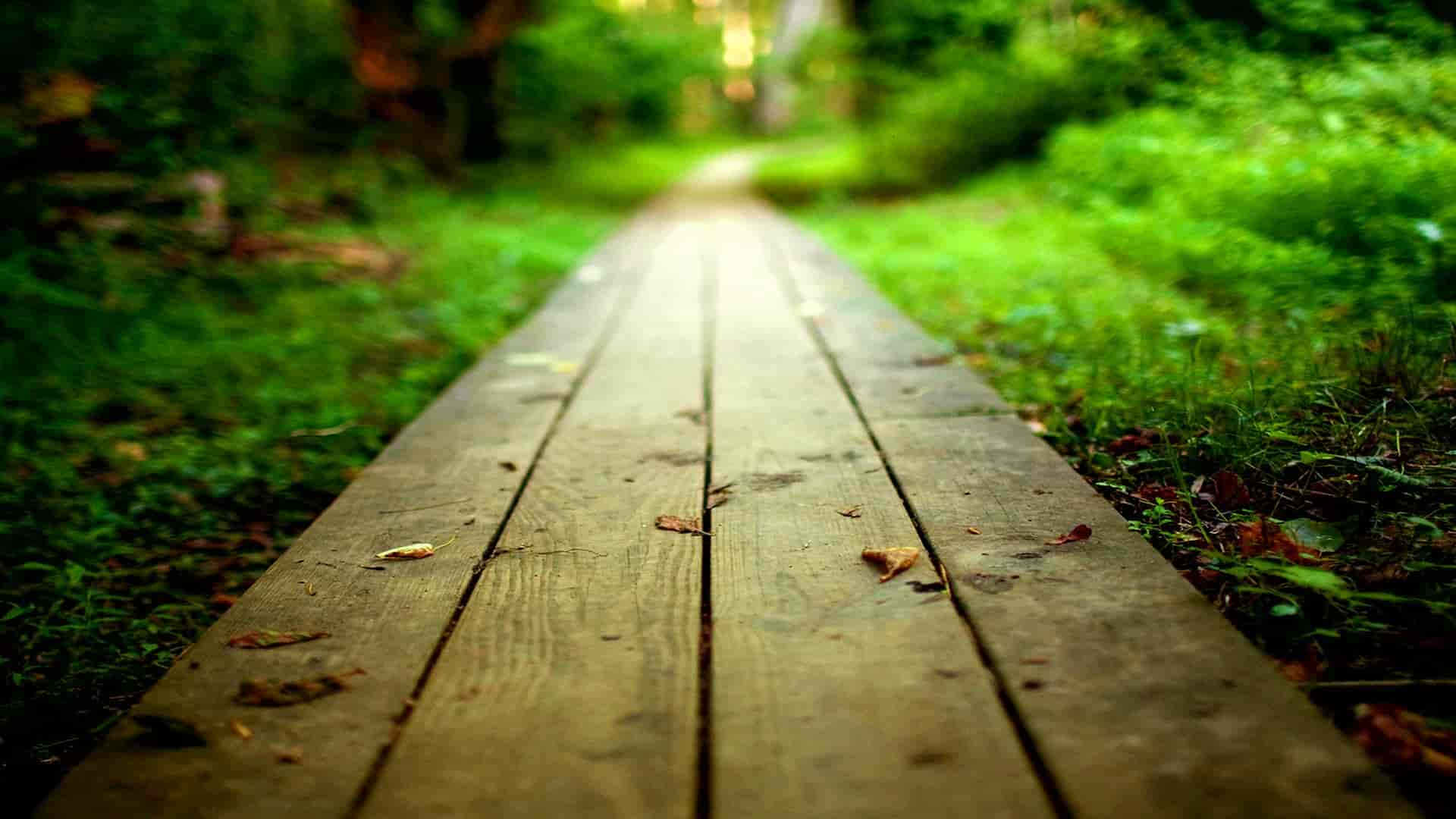 Refuge In Dhamma | The Path To Freedom